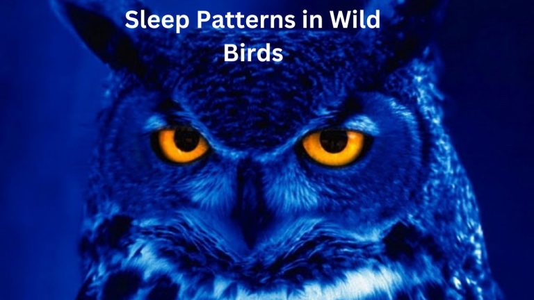 How Do Birds Sleep? Exploring Unique Sleep Behaviors And Adaptations ...