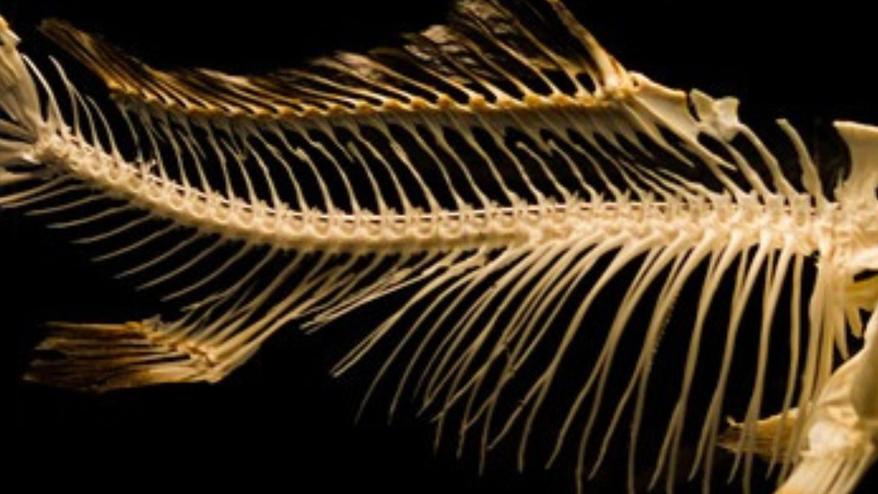 5 Powerful Facts: Do Fish Bones Dissolve In Stomach? - Skillsoon
