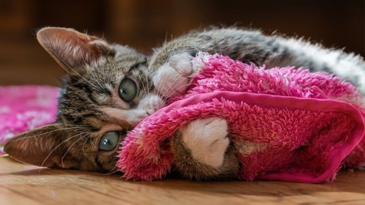 7 Effective Home Remedies For Cat With Fever You Need To Know - Skillsoon