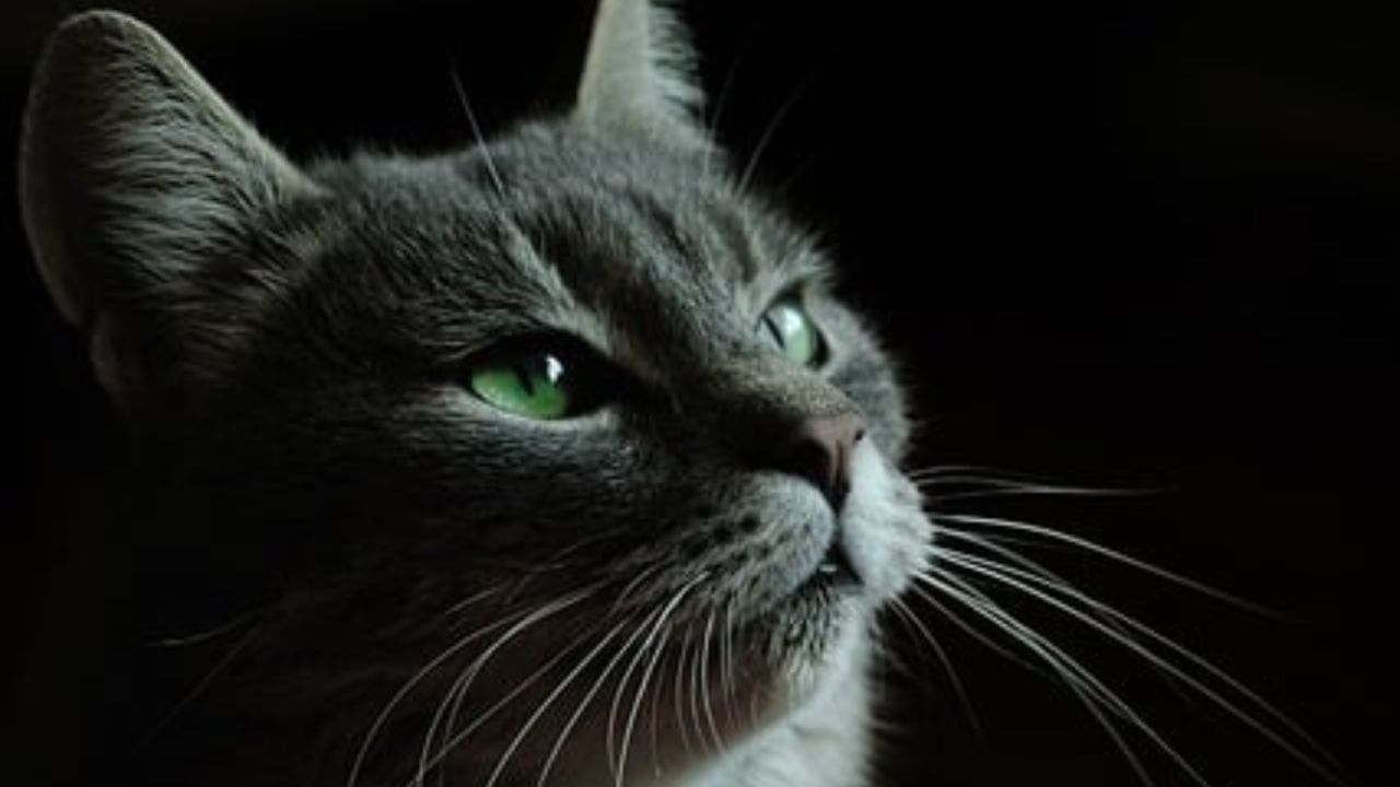 10 Powerful Facts About Cataracts In Cats: Causes, Symptoms, And ...