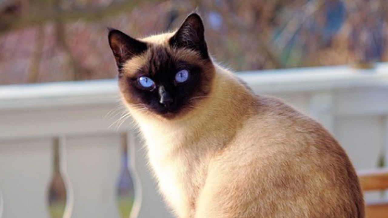 10 Powerful Facts About Cataracts In Cats: Causes, Symptoms, And ...