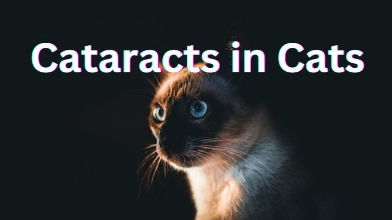 10 Powerful Facts About Cataracts In Cats: Causes, Symptoms, And ...